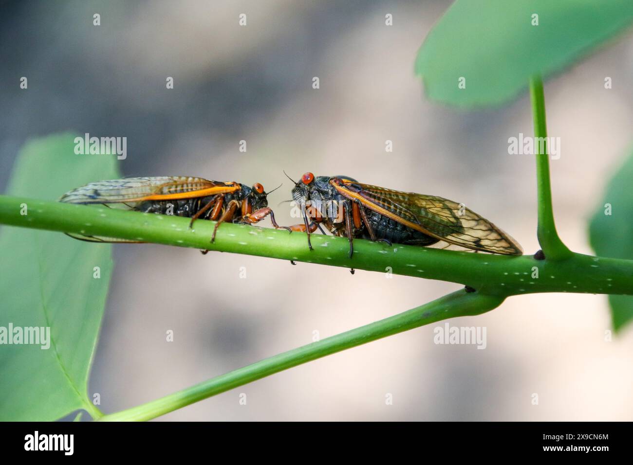 The 17-year cicada Brood XII emerges in the Dunning-Read Conservation ...