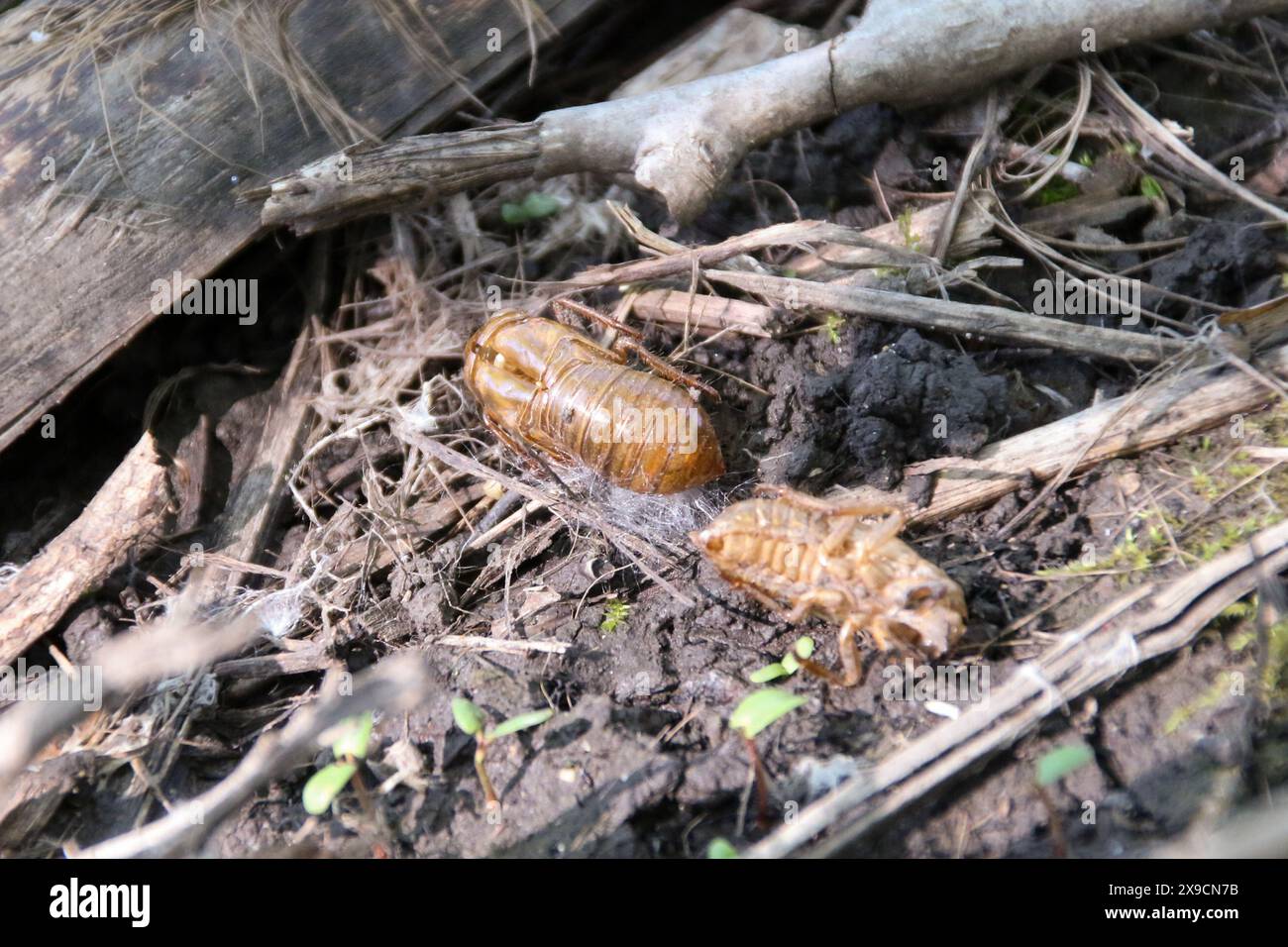 Cicada brood xix hi-res stock photography and images - Alamy