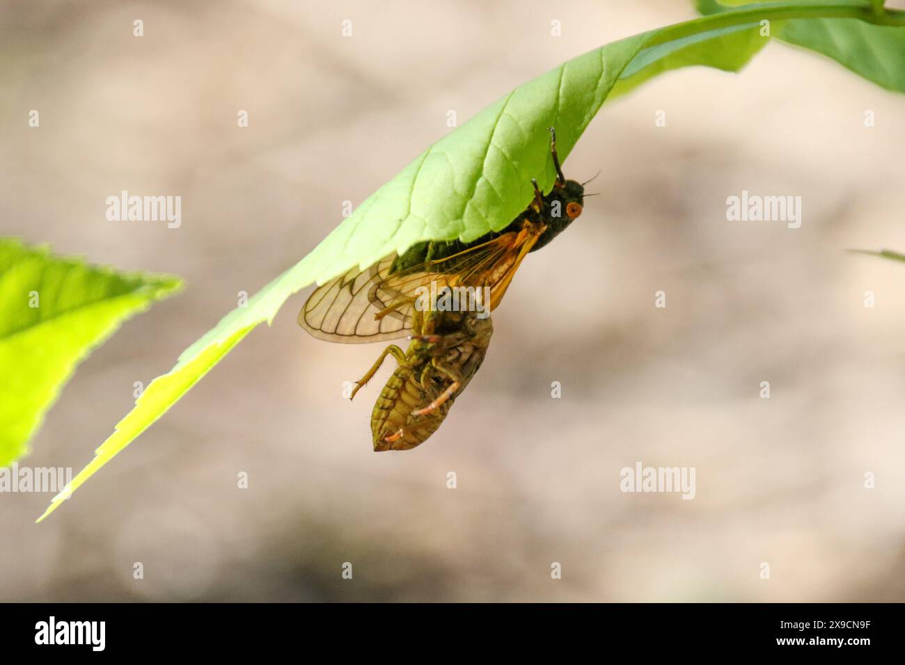 The 17-year cicada Brood XII emerges in the Dunning-Read Conservation ...