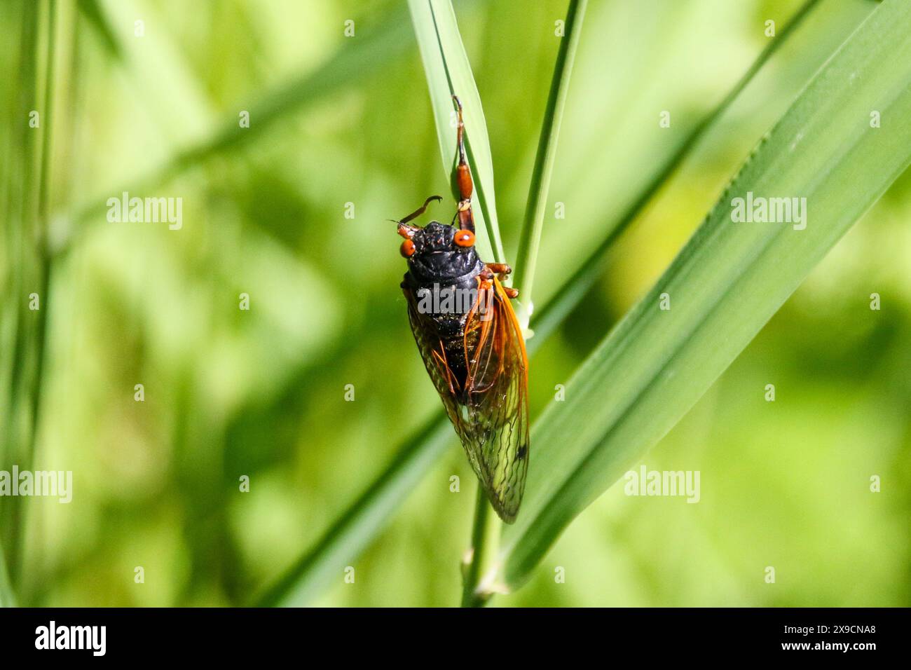 The 17-year cicada Brood XII emerges in the Dunning-Read Conservation ...