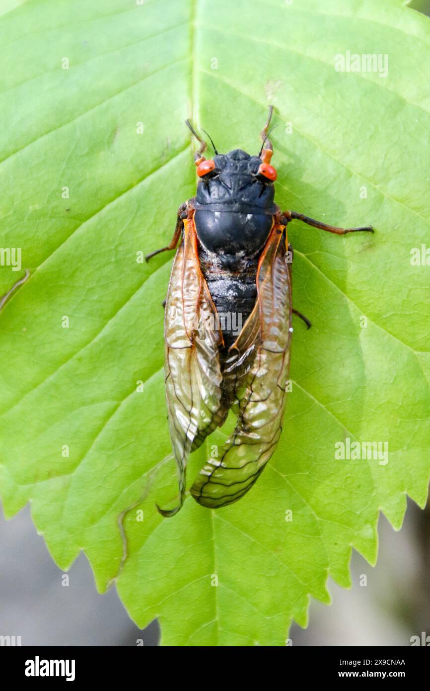 The 17-year cicada Brood XII emerges in the Dunning-Read Conservation ...