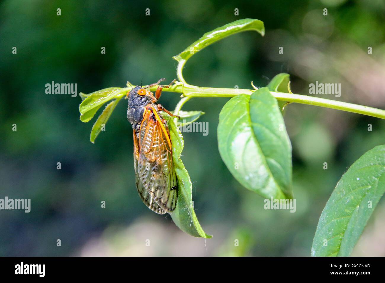 Cicada brood xix hi-res stock photography and images - Alamy