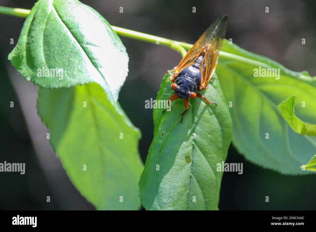 Cicada brood xix hi-res stock photography and images - Alamy