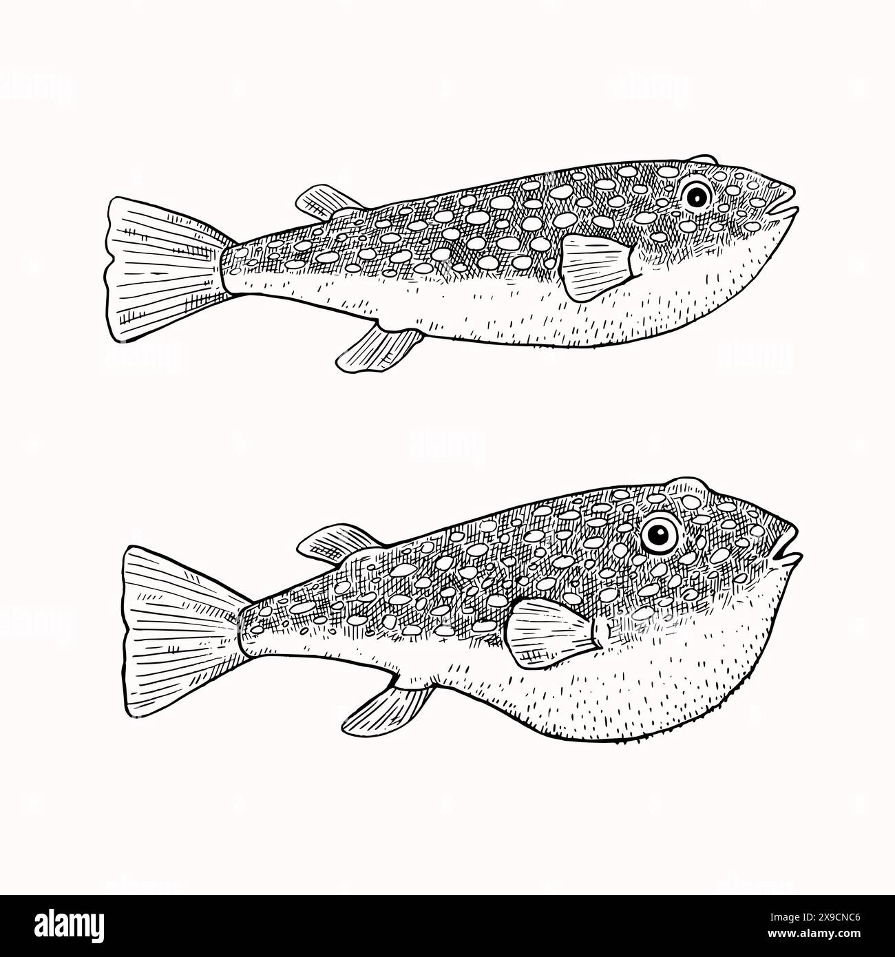 Puffer Fish Diagram 3D Puffer Fish Rigged For Maya Model TurboSquid