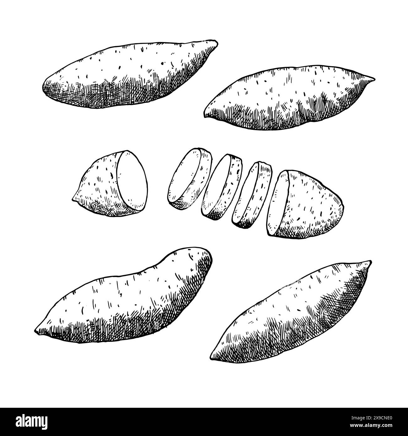 Roots of sweet potato or yam. Vector illustration in engraving black ...