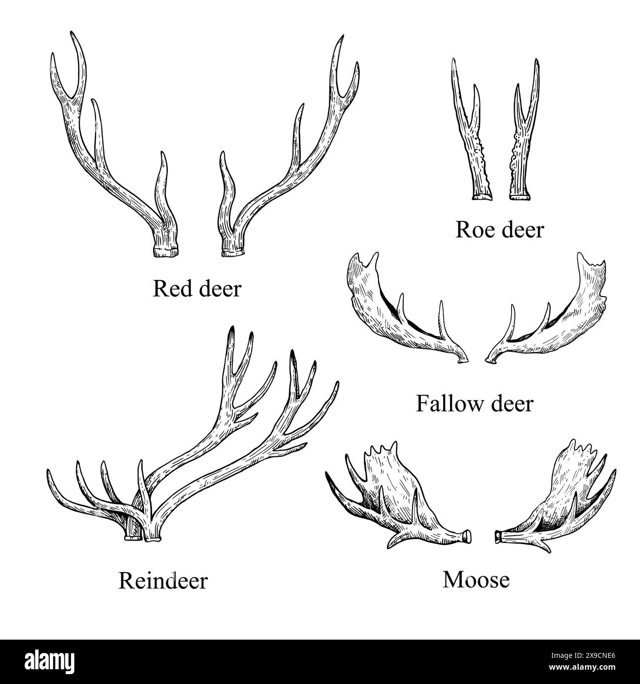 Set of antlers of various types animals, deers and elk. Vector black ...