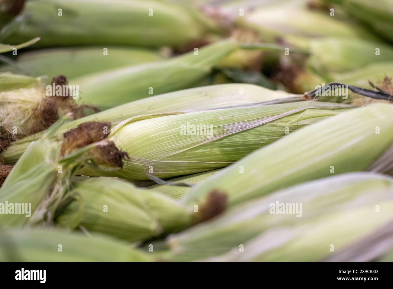 Produce section market store corn hi-res stock photography and images ...