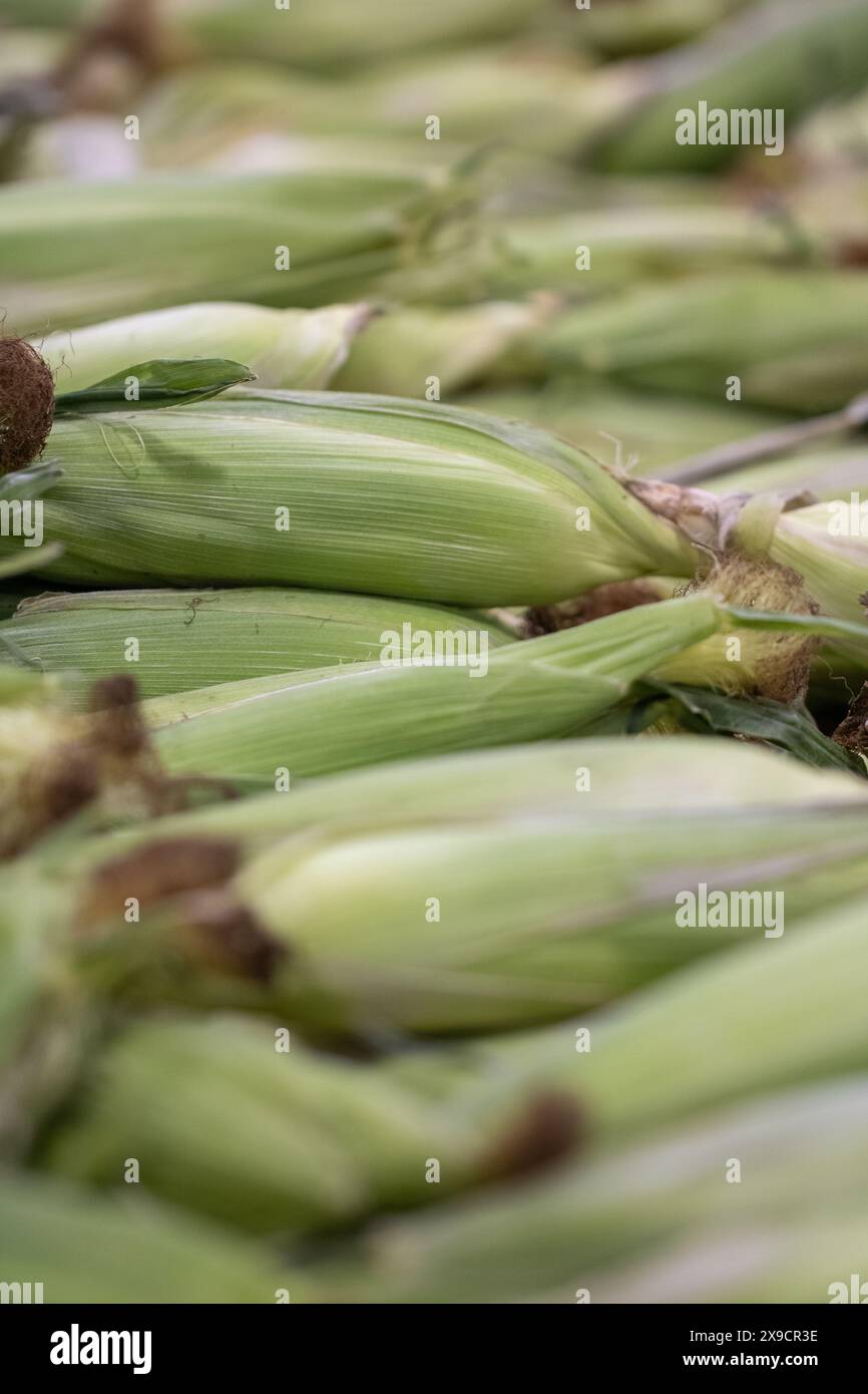 Produce section market store corn hi-res stock photography and images ...