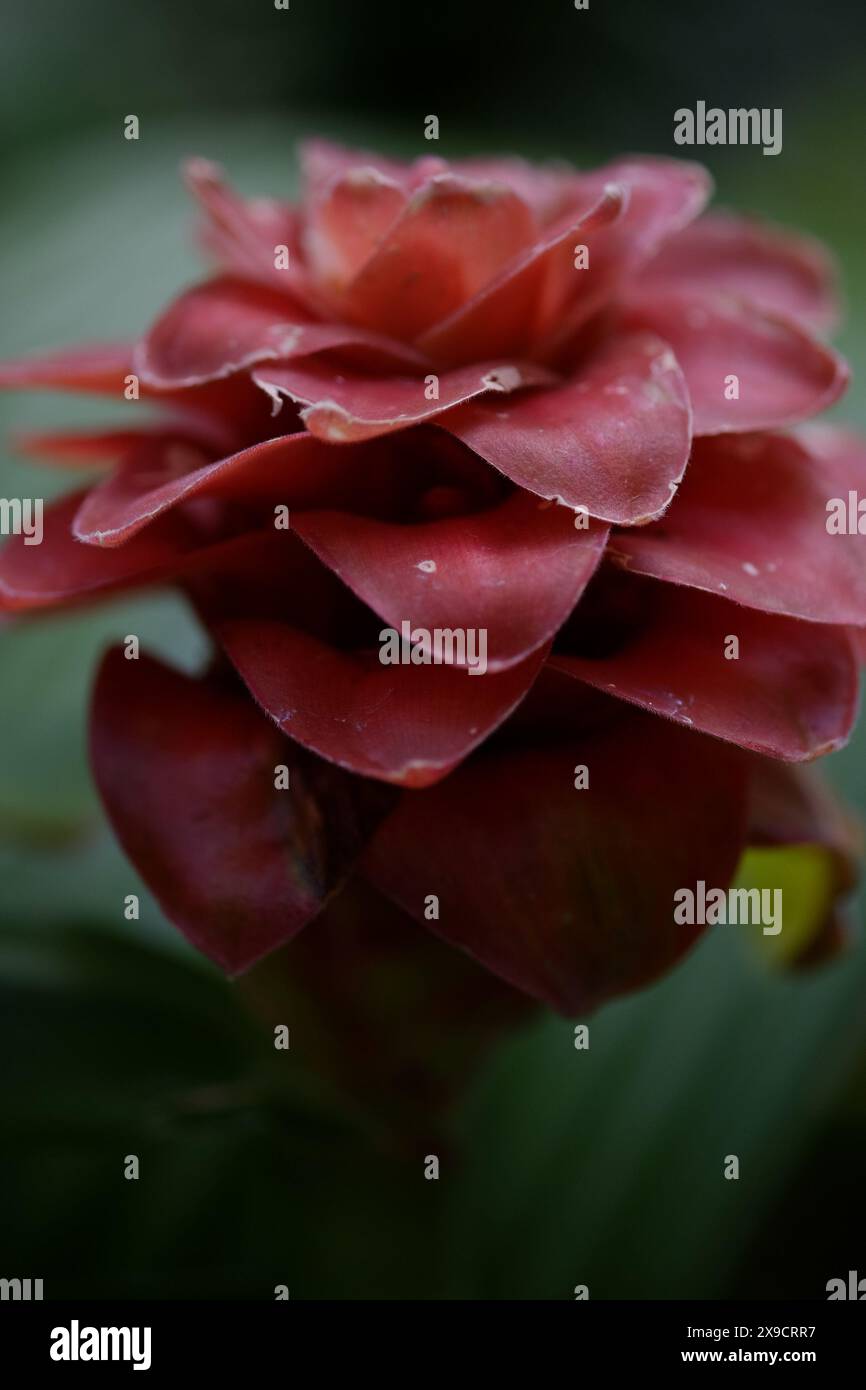 pink layered tropical flower Stock Photo - Alamy
