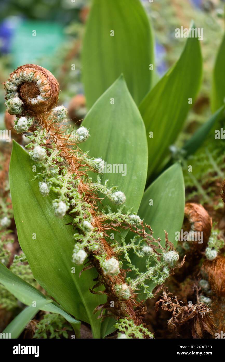 Fiddlehead fern and green leaves in the Hermannshof Gardens in Weinheim ...