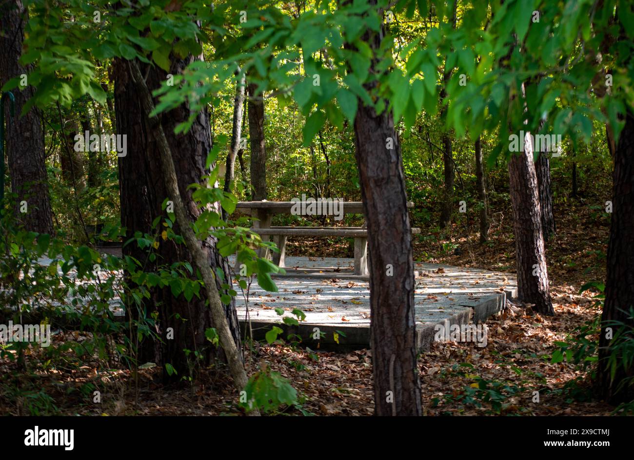 A cement picnic table on a nice flat concrete slab nestled amongst tall ...