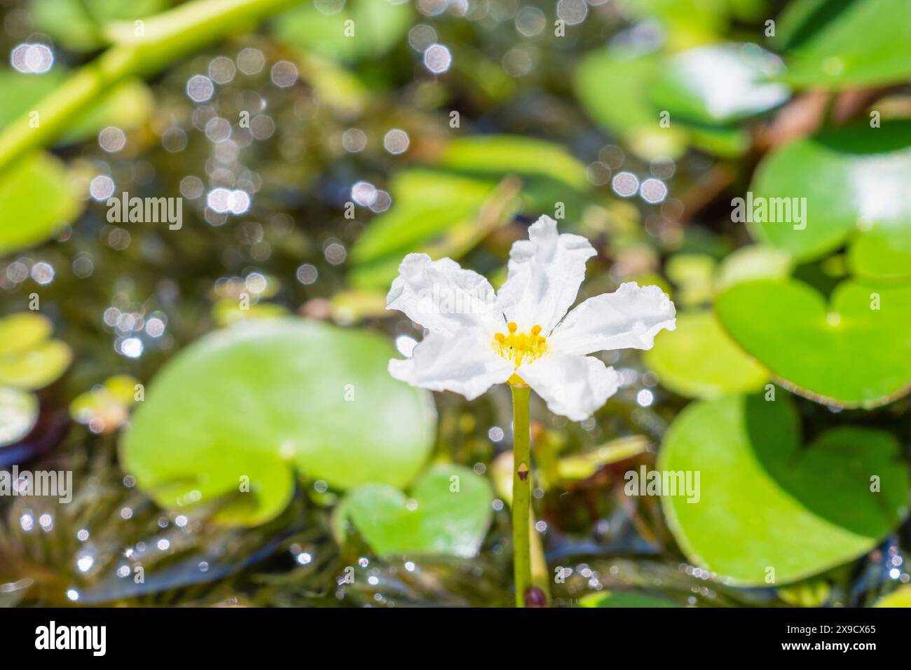 Flower of Water snowflake, banana plant lily and big floatingheart ...