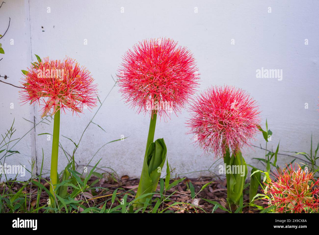 Haemanthus multiflorus blood lily flower Stock Photo - Alamy