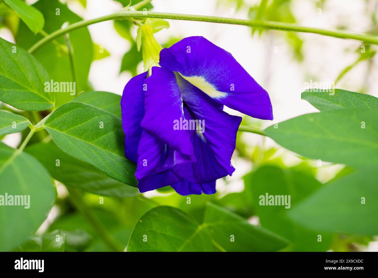 Butterfly pea Clitoria ternatea blue flower closeup Stock Photo - Alamy