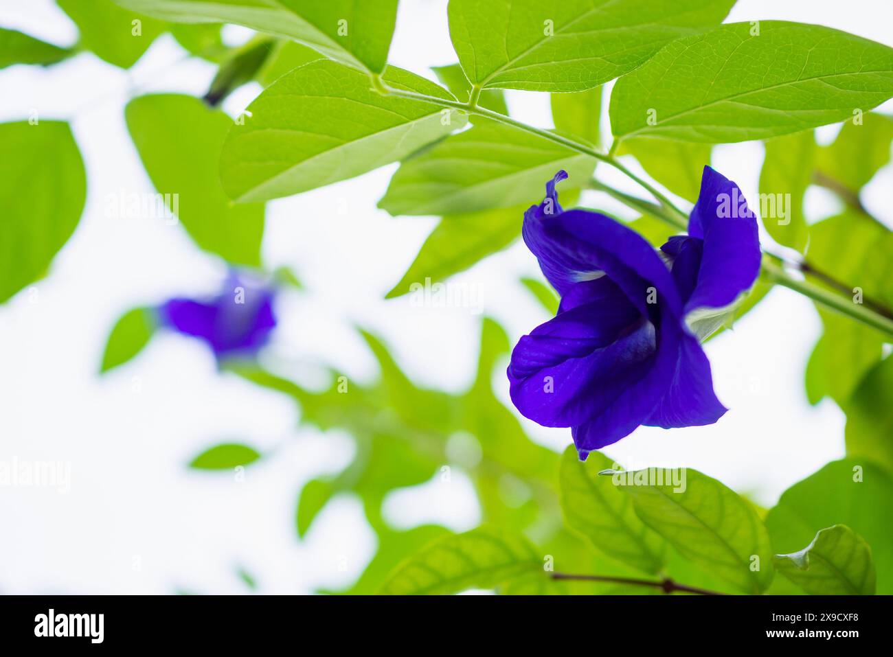 Butterfly pea Clitoria ternatea blue flower closeup Stock Photo - Alamy