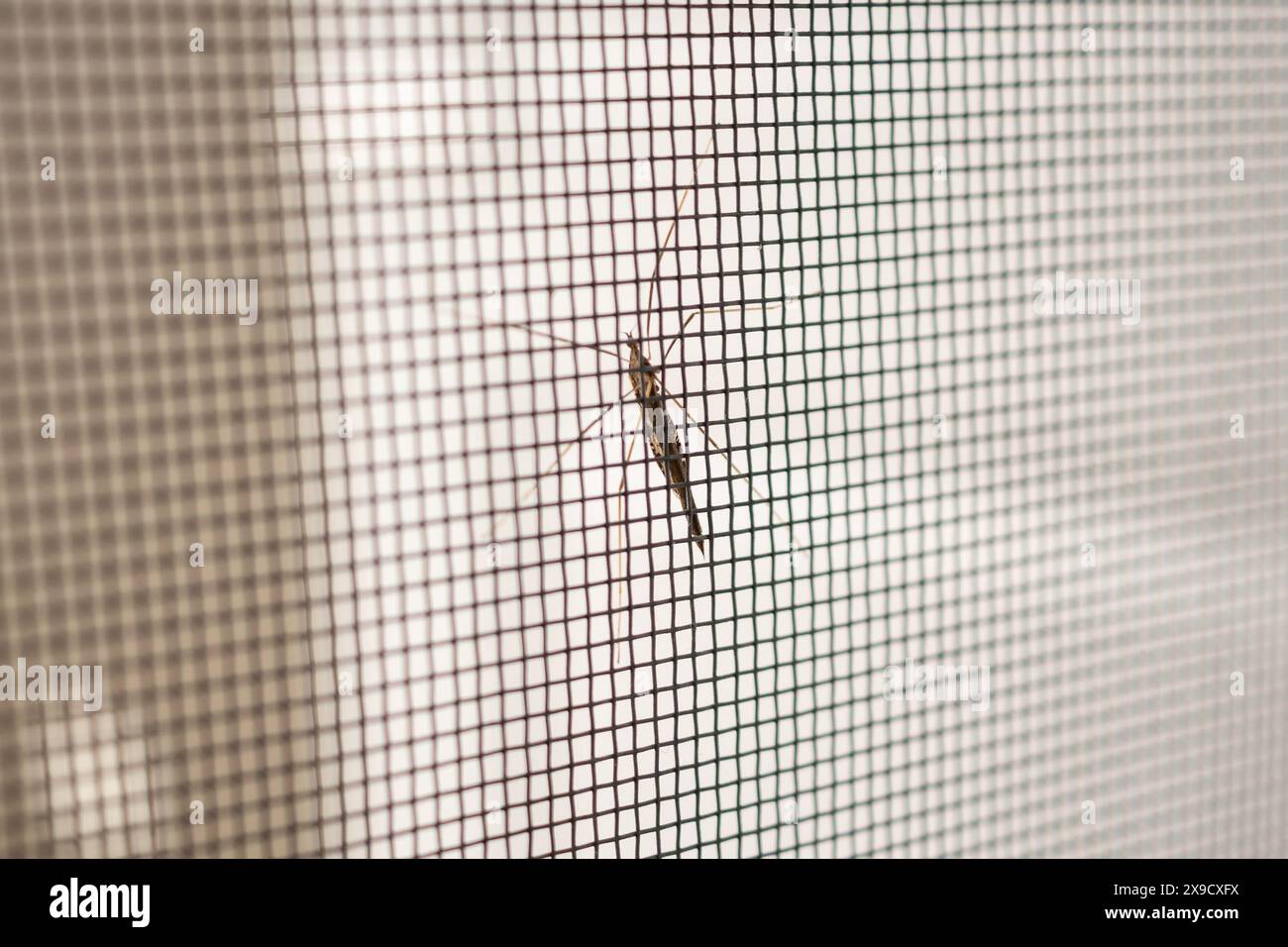 mosquito net wire screen on house window protection against insect ...