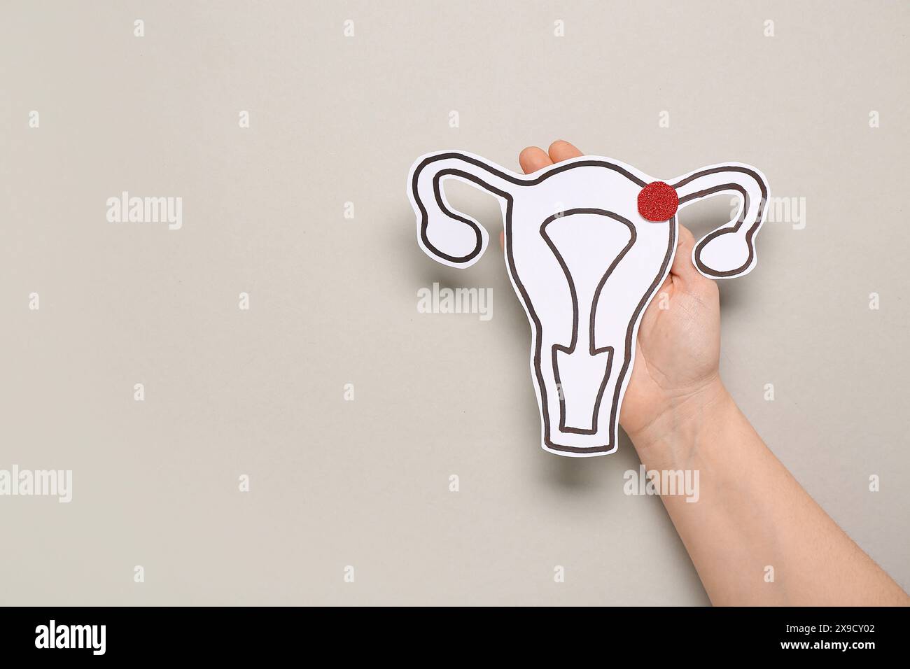 Paper female reproductive system hi-res stock photography and images ...