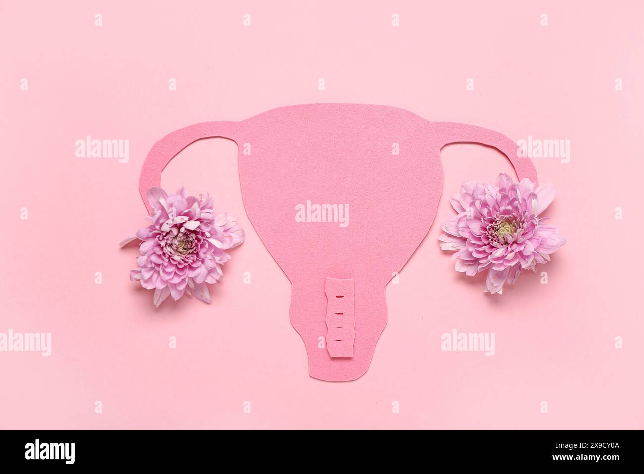 Paper uterus with chrysanthemum flowers on pink background Stock Photo ...