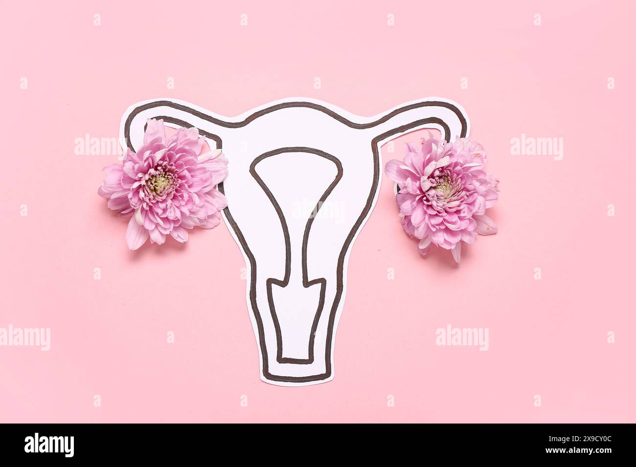 Paper uterus with chrysanthemum flowers on pink background Stock Photo ...