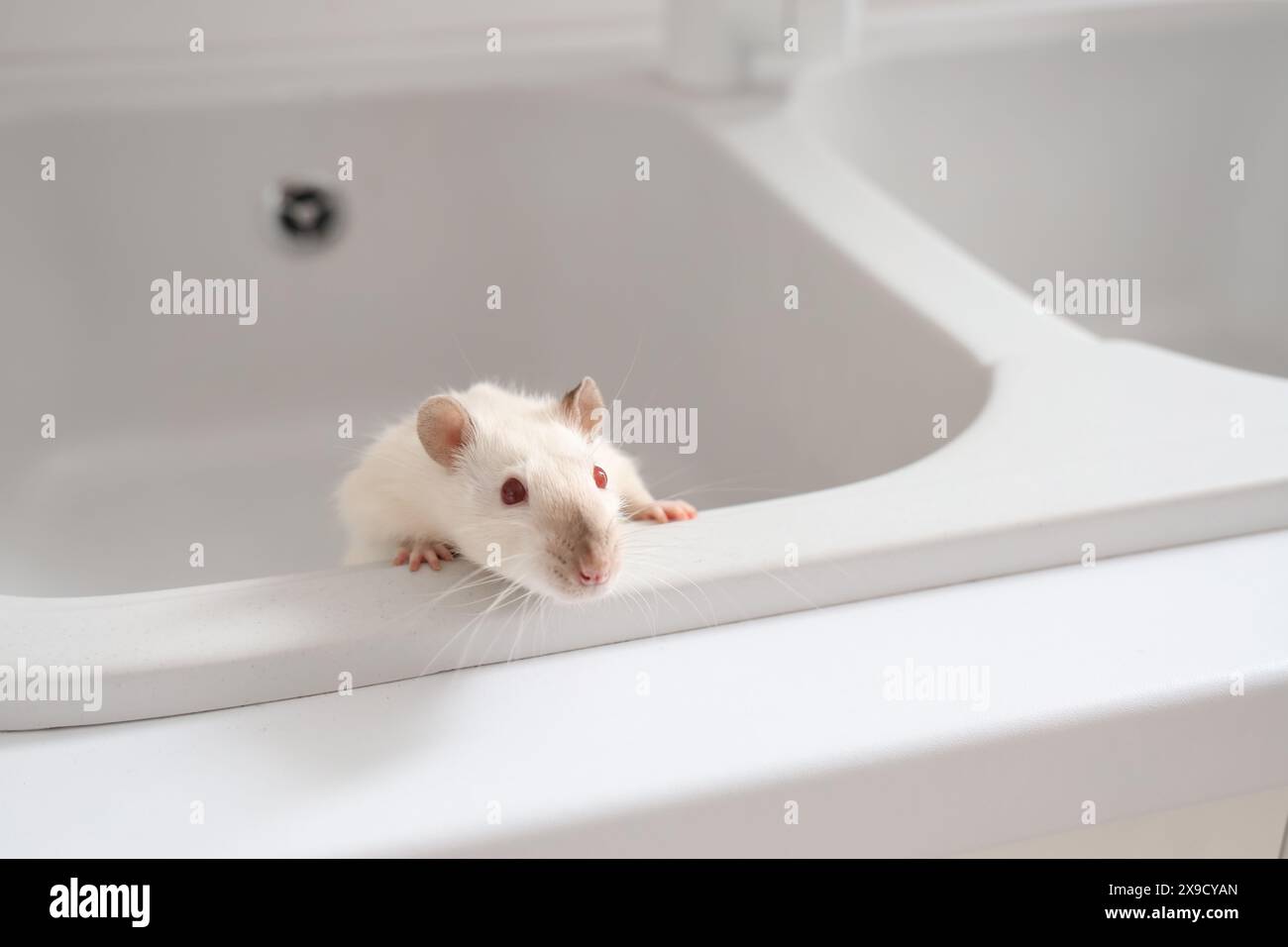 White rat in sink, closeup. Pest control concept Stock Photo - Alamy