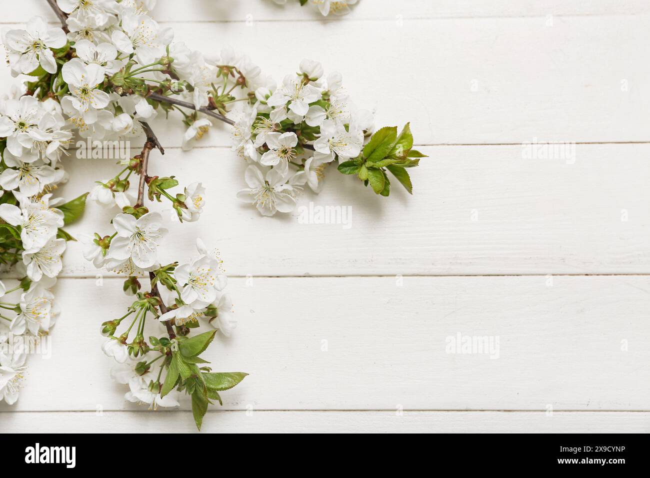 Beautiful blossoming branches on white wooden background Stock Photo ...