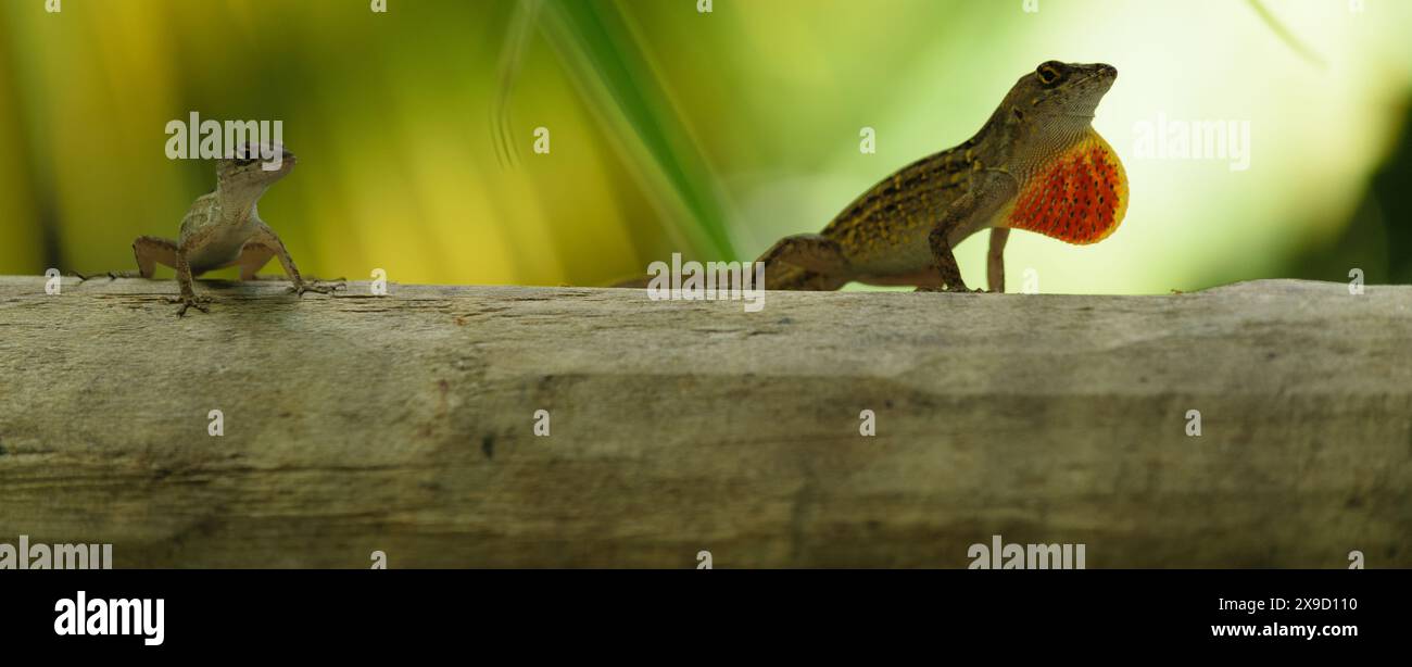 Two small lizards on a branch, one with an extended orange throat fan ...