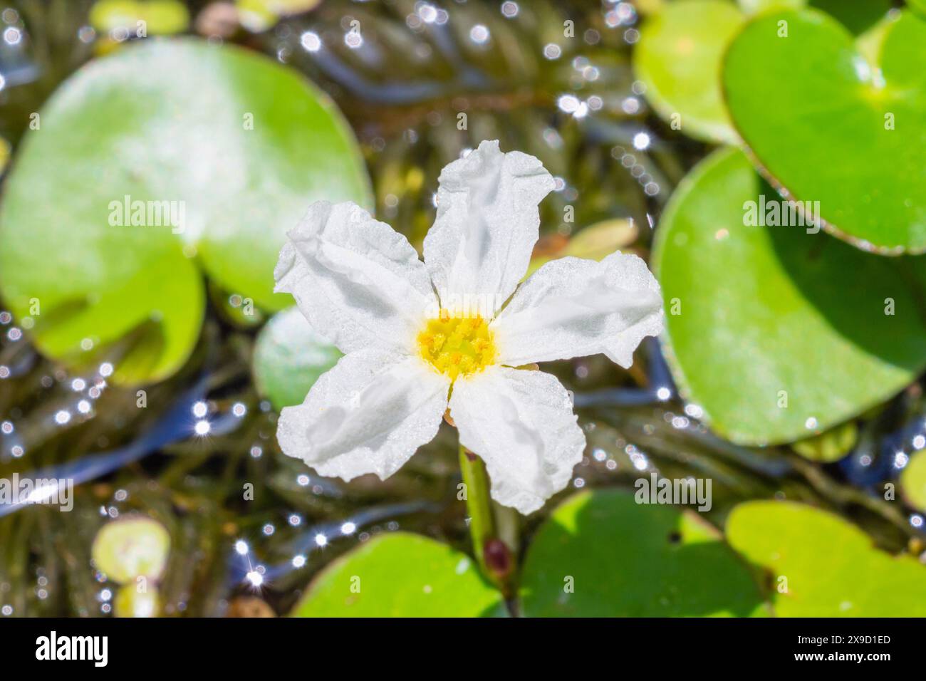 Flower of Water snowflake, banana plant lily and big floatingheart ...