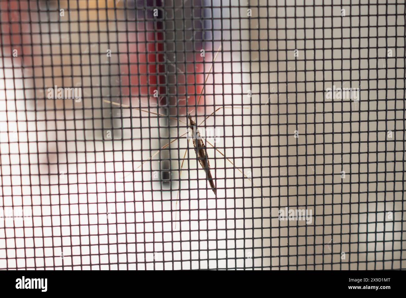 mosquito net wire screen on house window protection against insect ...