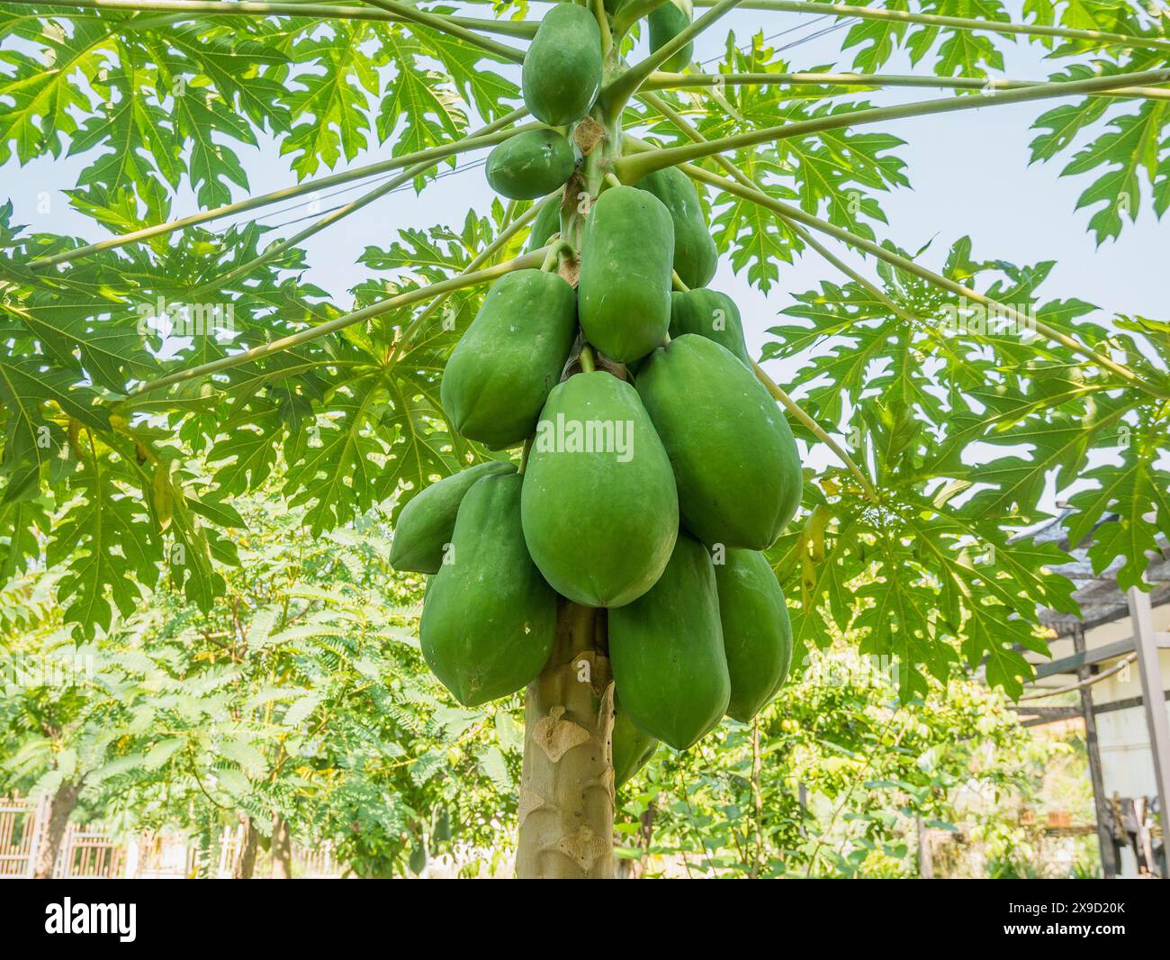 organic green papaya fruits on tree Stock Photo - Alamy