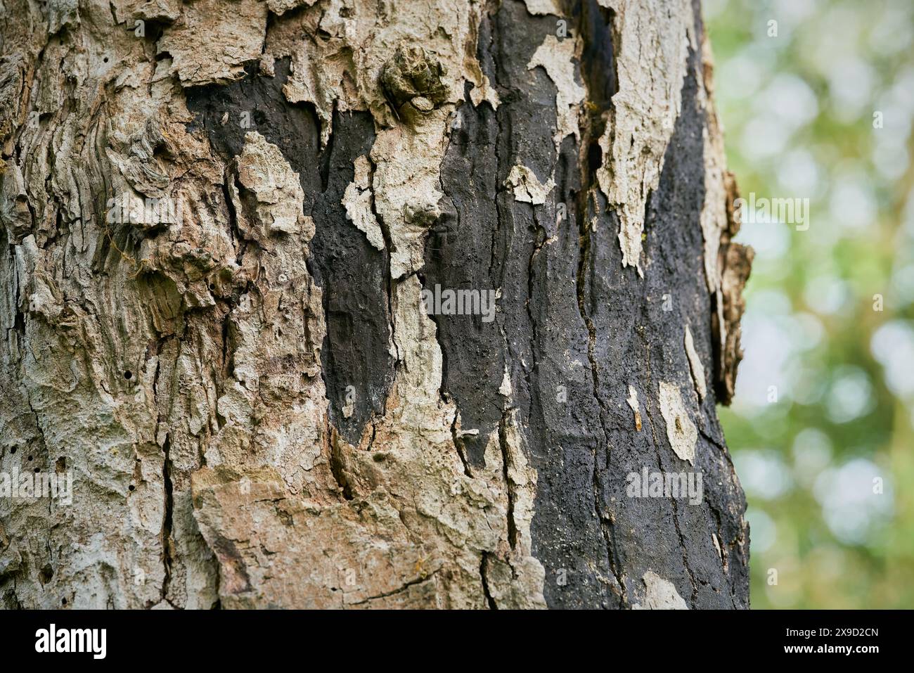 Sooty bark disease, Rußrindenkrankheit caused by the fungus ...