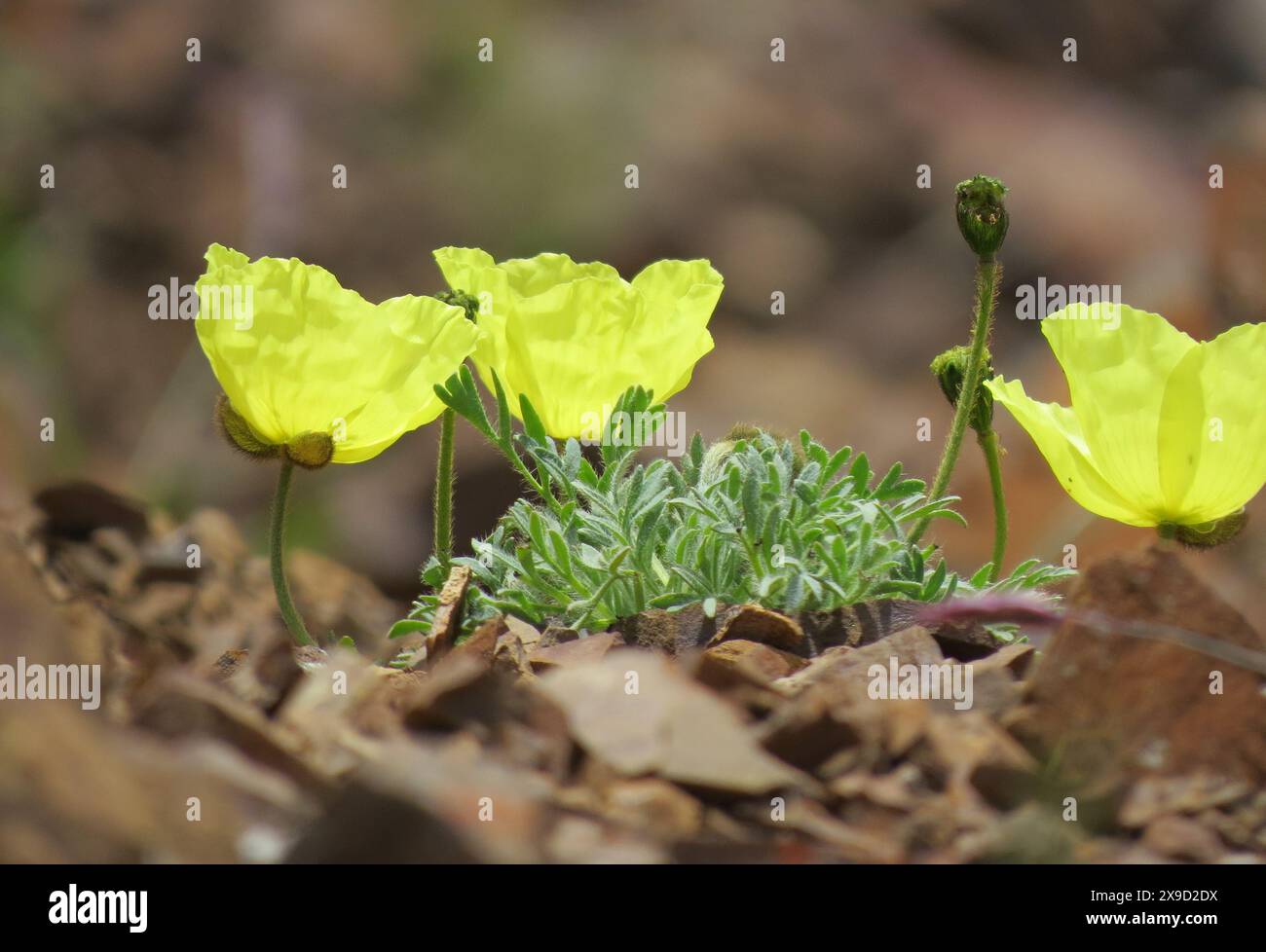 Arctic Poppy (Papaver lapponicum) yellow wildflowers in Denali National ...