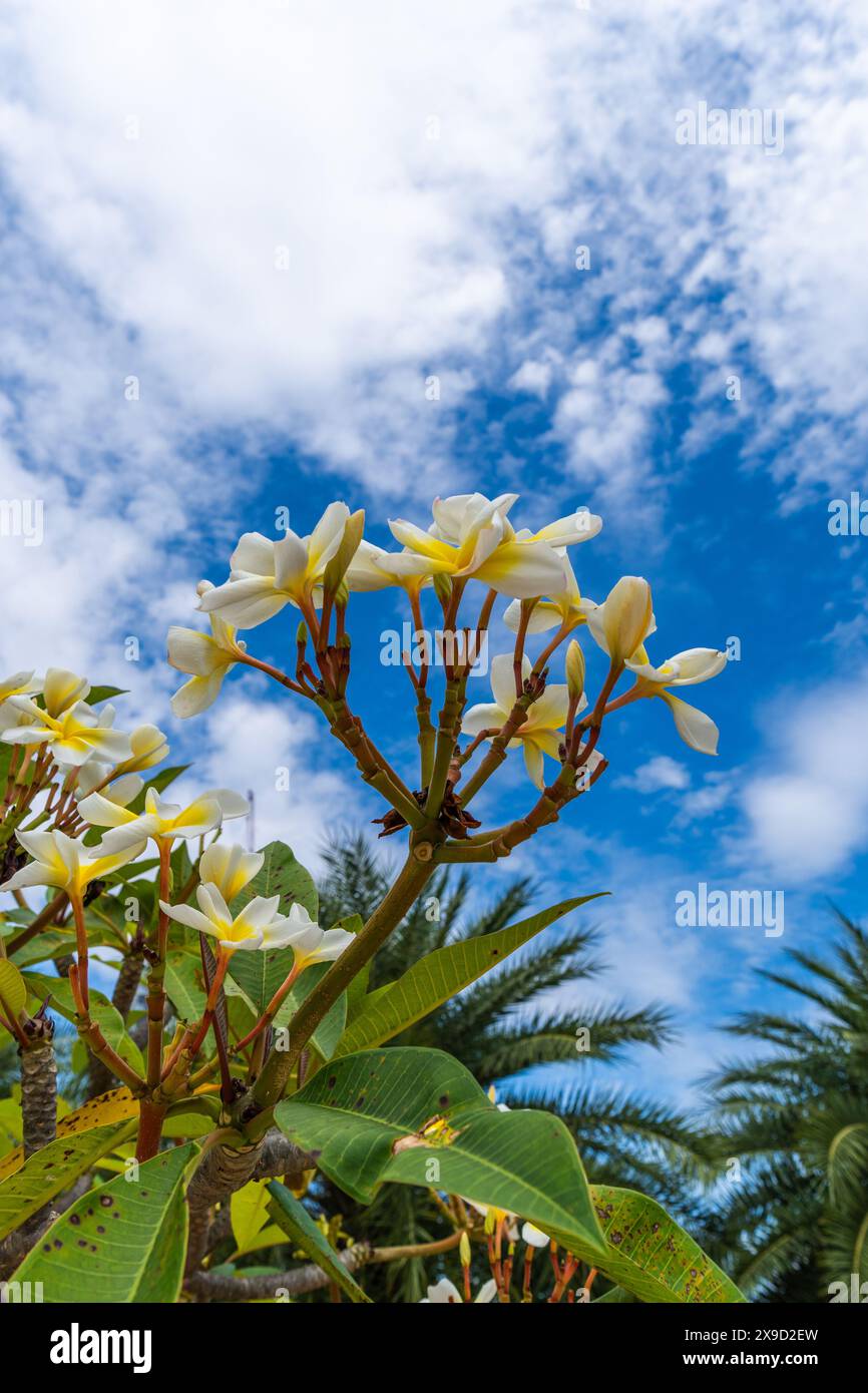 Plumeria rubra, Asian flower, Frangipani against a blue sky Stock Photo ...