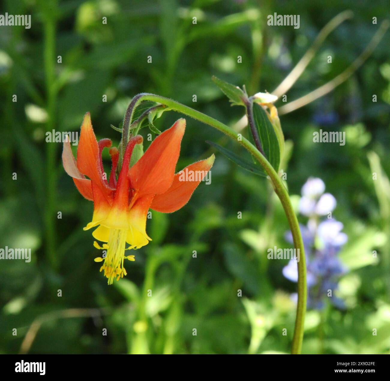 Red Columbine (Aquilegia formosa) wildflower in Elkhorn / Blue ...