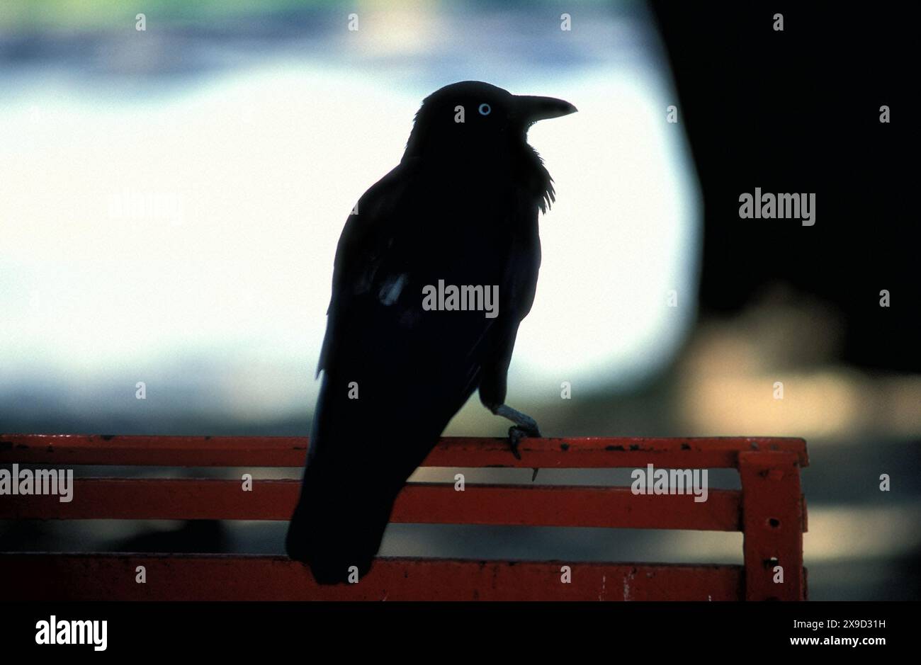 Orru hi-res stock photography and images - Alamy