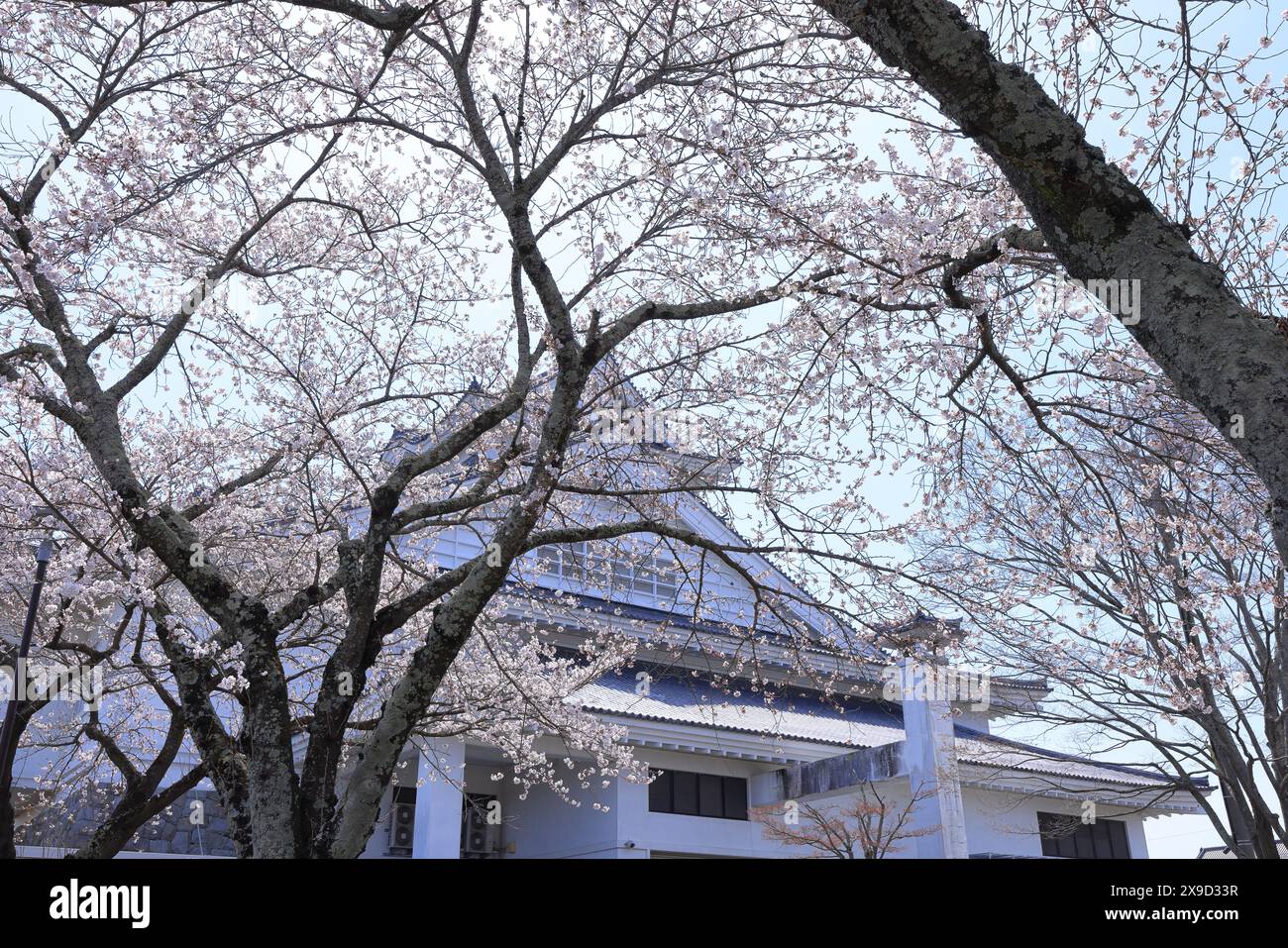 Cherry blossoms near Watari Station at Dodanishi, Watari, Watari ...