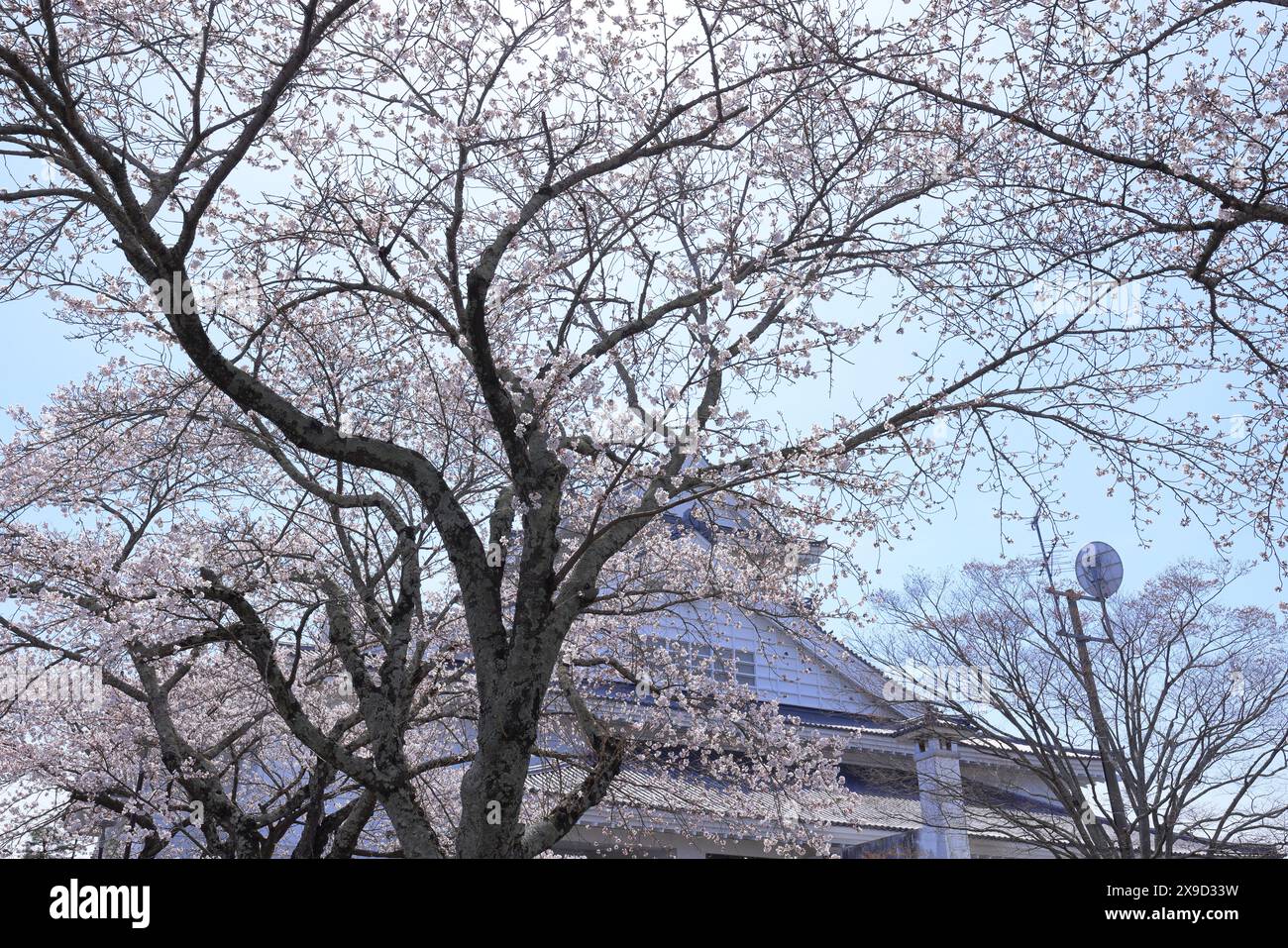 Cherry blossoms near Watari Station at Dodanishi, Watari, Watari ...