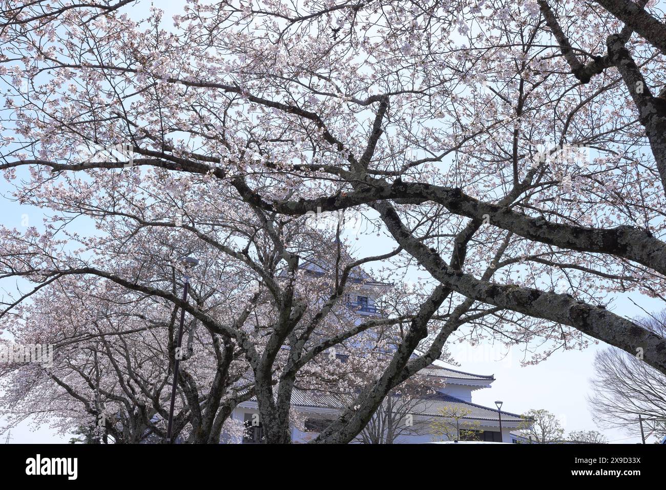 Cherry blossoms near Watari Station at Dodanishi, Watari, Watari ...
