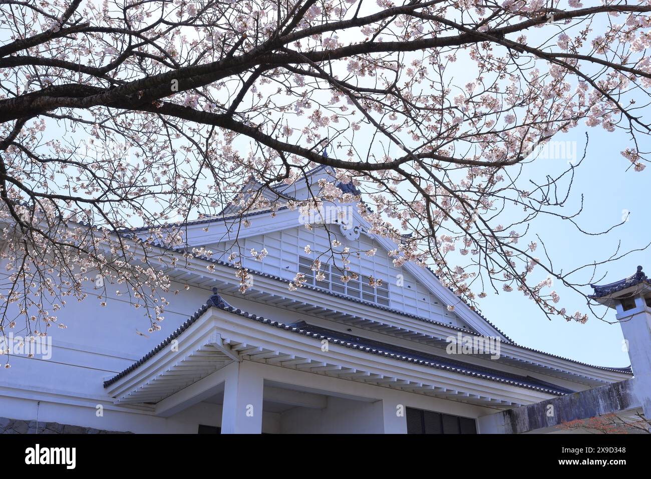 Cherry blossoms near Watari Station at Dodanishi, Watari, Watari ...