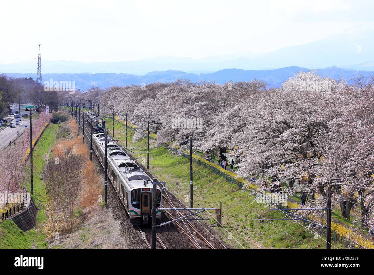 Train and Cherry blossoms near Shiroishigawa Sen-oh Park at Kawabata ...