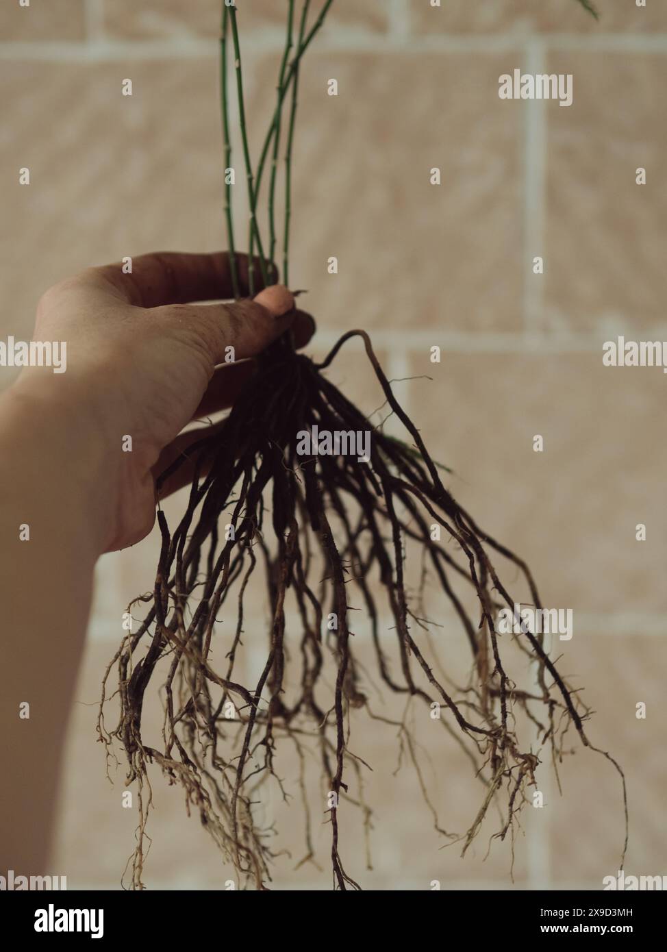 Open body division hi-res stock photography and images - Alamy