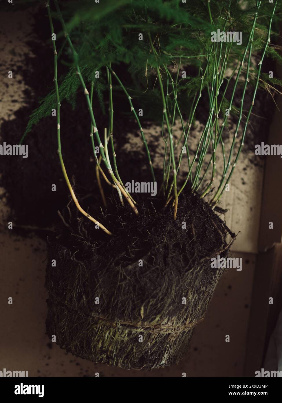 Extensive root system hi-res stock photography and images - Alamy