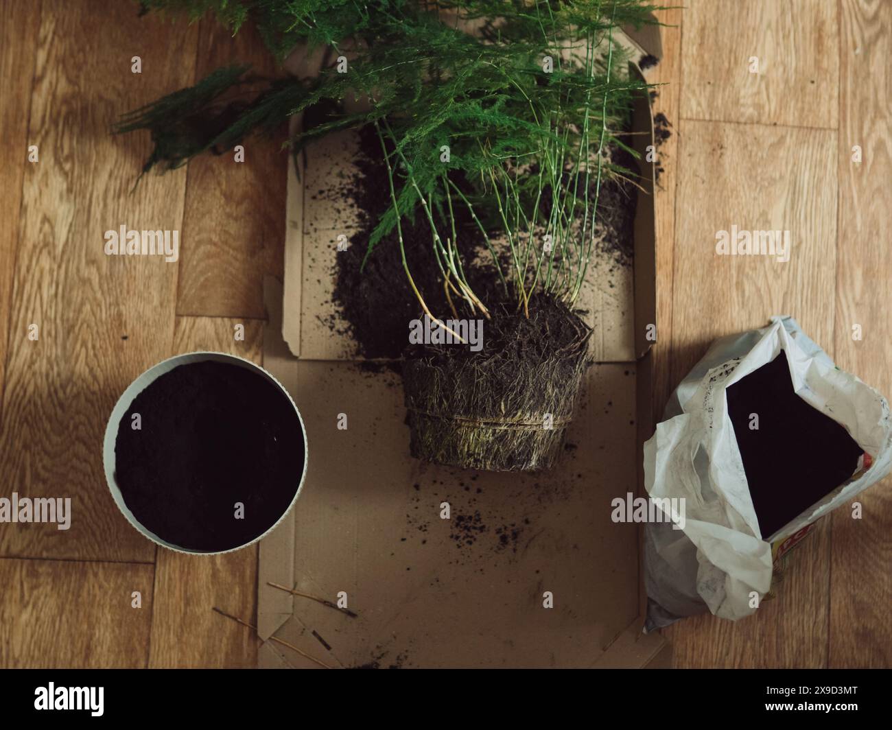 Plant division: Horizontal straight from above close up shot of lace ...