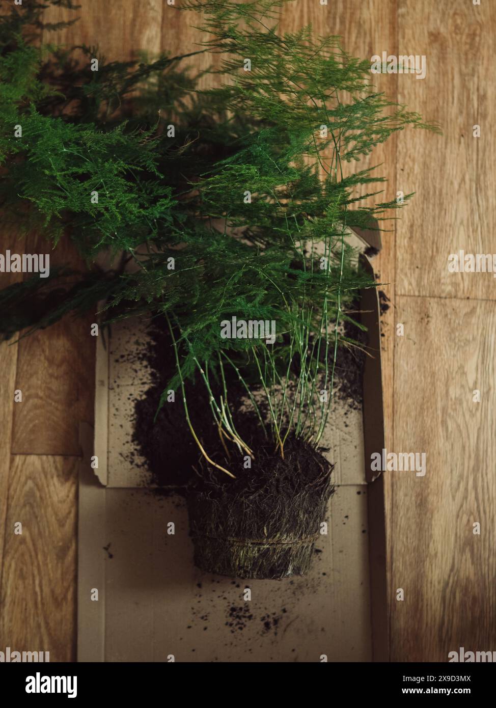 Plant division: Vertical straight from above close up shot of lace fern ...
