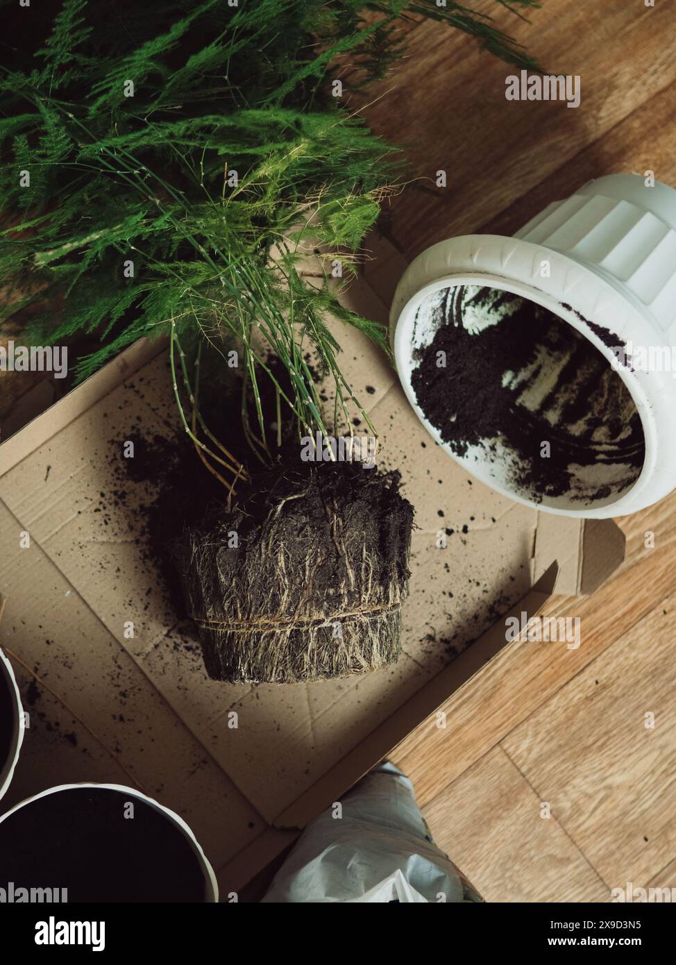 Plant division: Vertical straight from above close up shot of lace fern ...