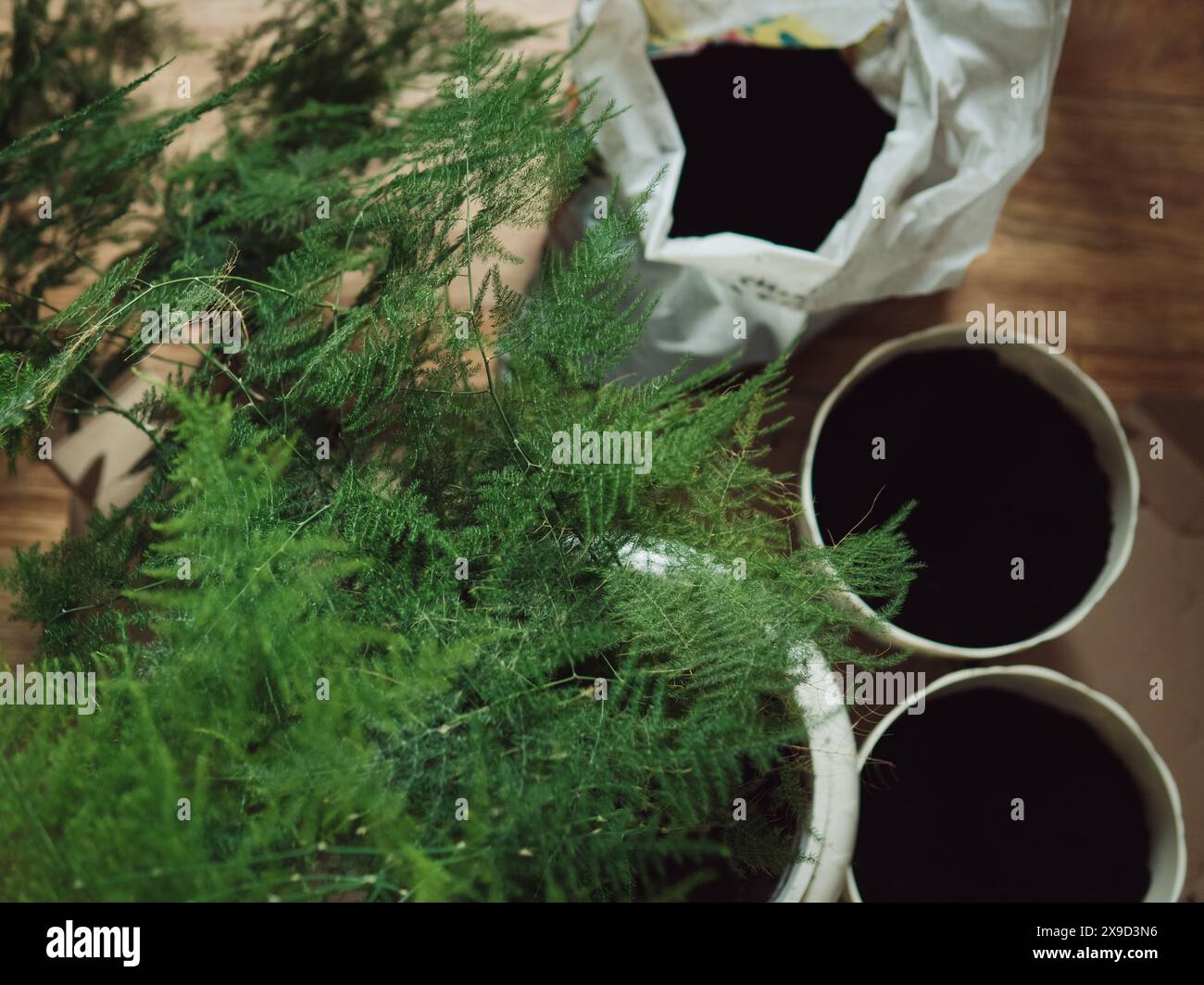 Plant division: Horizontal straight from above close up shot of lace ...