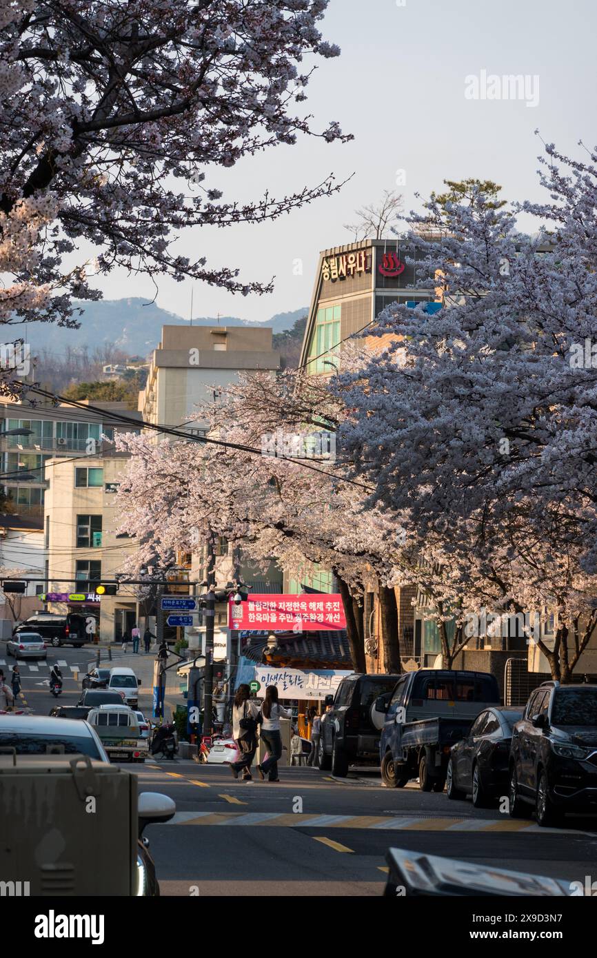 Cherry Blossom, Seochon Hanok Village, April 2024 Stock Photo - Alamy