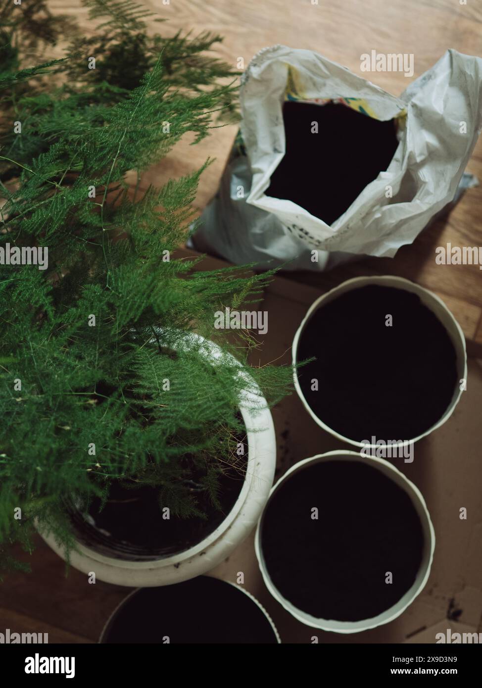Plant division: Vertical straight from above close up shot of lace fern ...