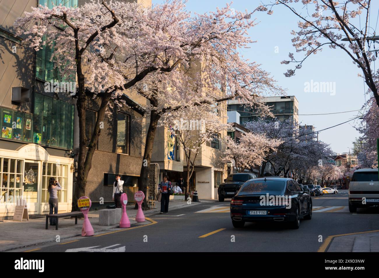 Cherry Blossom, Seochon Hanok Village, April 2024 Stock Photo - Alamy