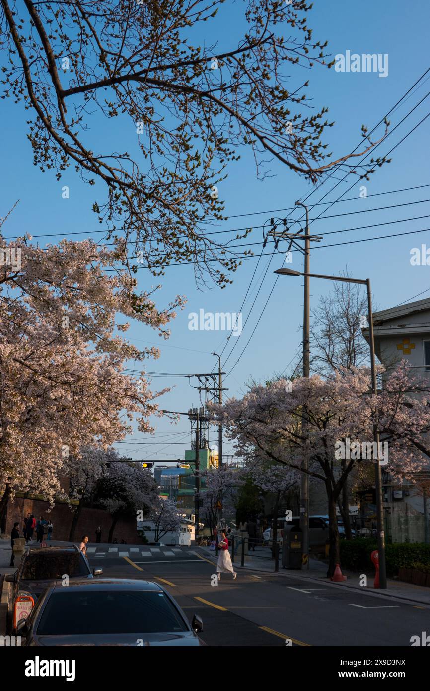 Cherry Blossom, Seochon Hanok Village, April 2024 Stock Photo - Alamy