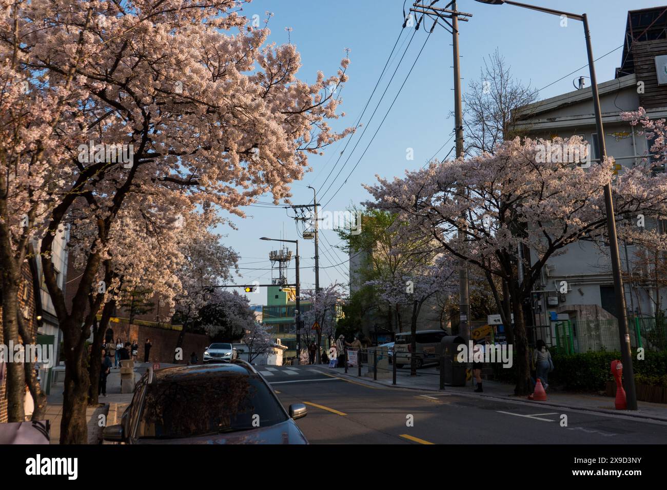 Cherry Blossom, Seochon Hanok Village, April 2024 Stock Photo - Alamy